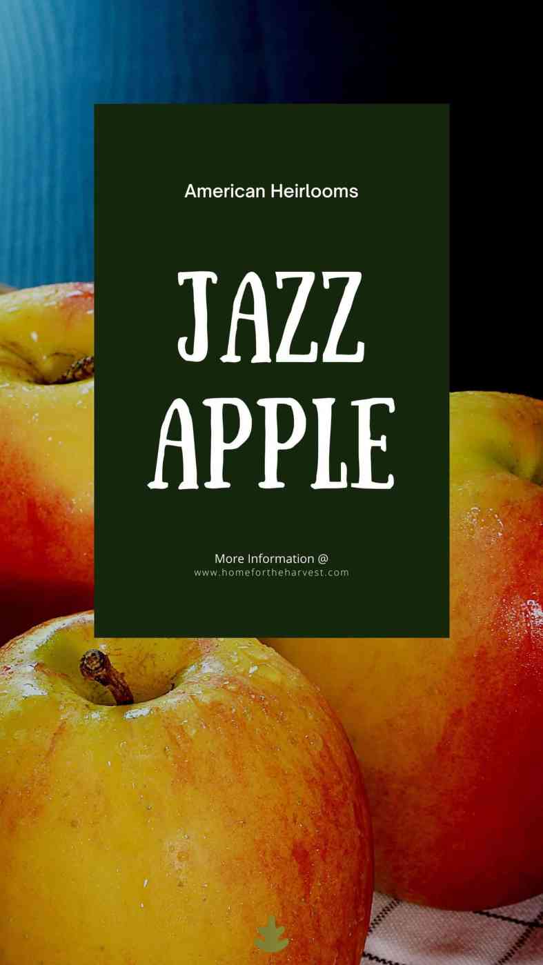 Jazz Apple: A Worldwide Favorite Apple Variety