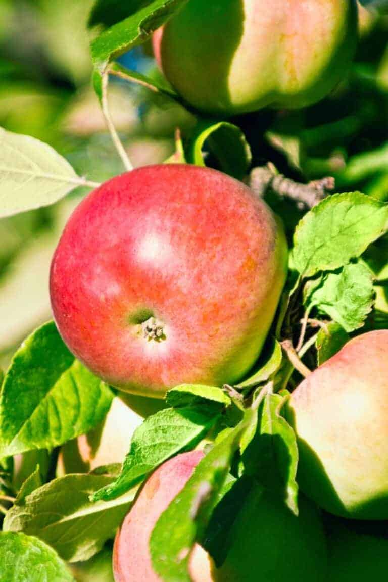 Jonathan apple essentials and growing tips 🍎 🌳 Unlock the secrets to a ...