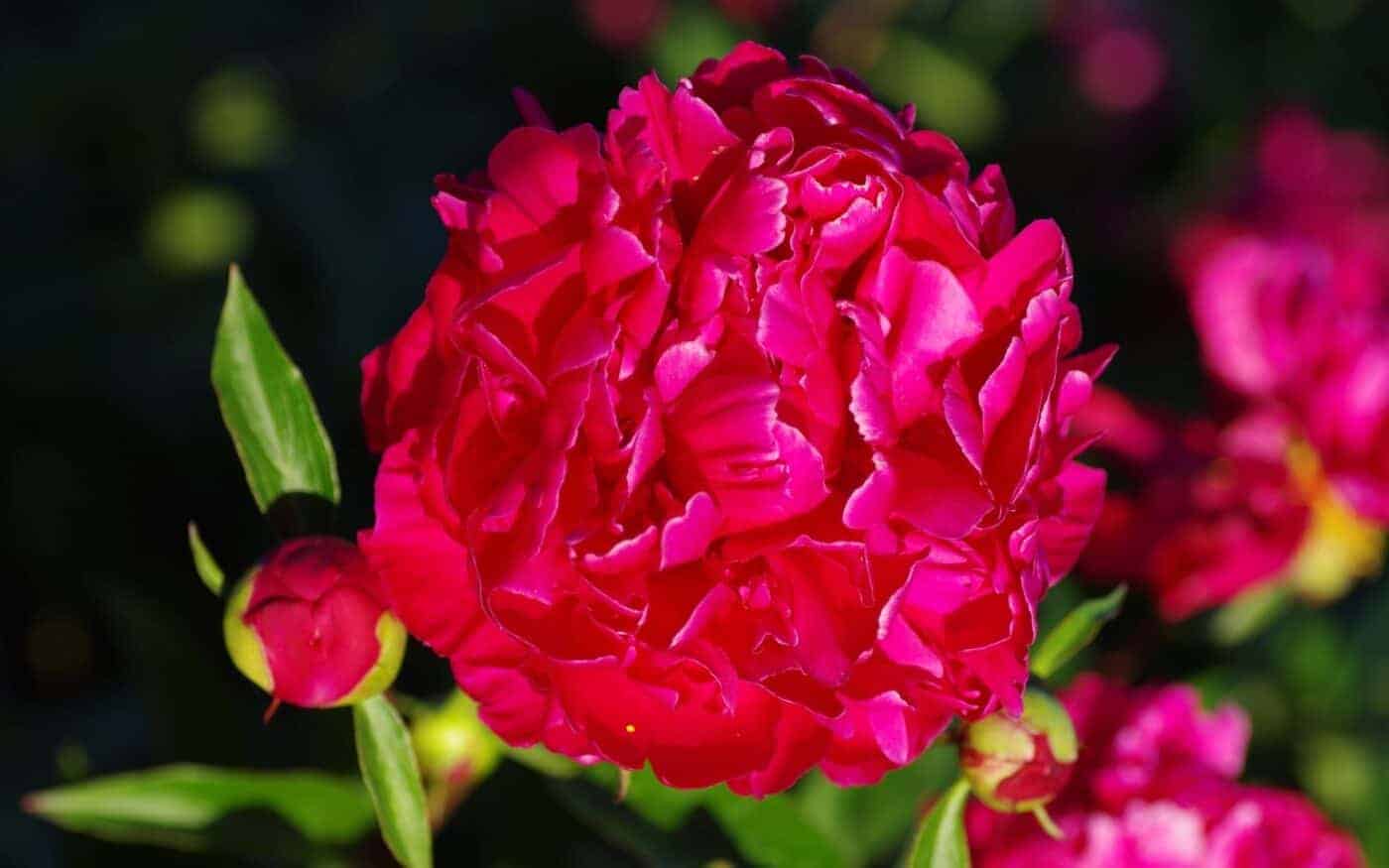 Karl Rosenfield peony 🌱 🌺 Discover how to nurture and enjoy these ...