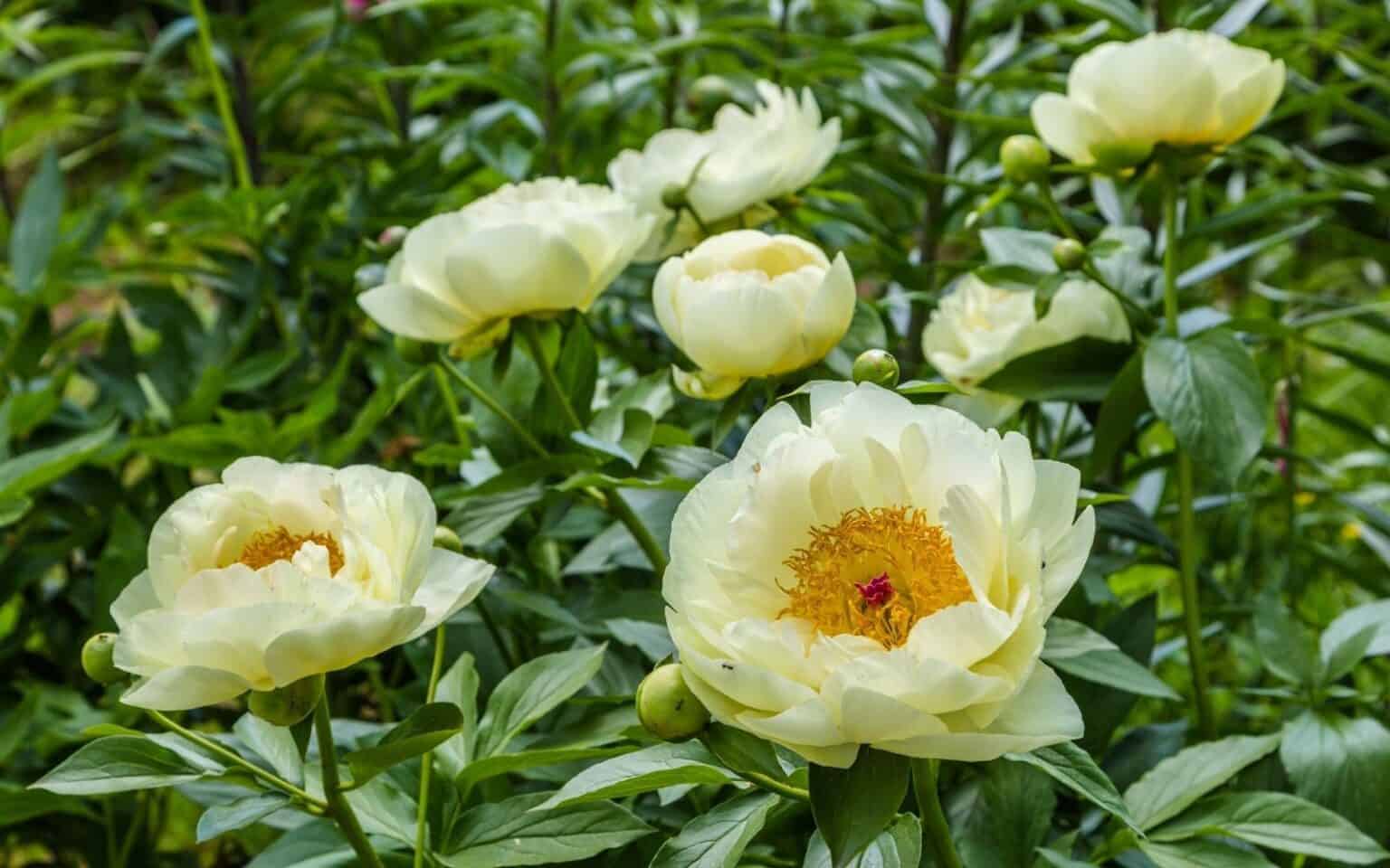 15 yellow peonies to brighten your garden 💛 🌿 BEST varieties, care, and ...