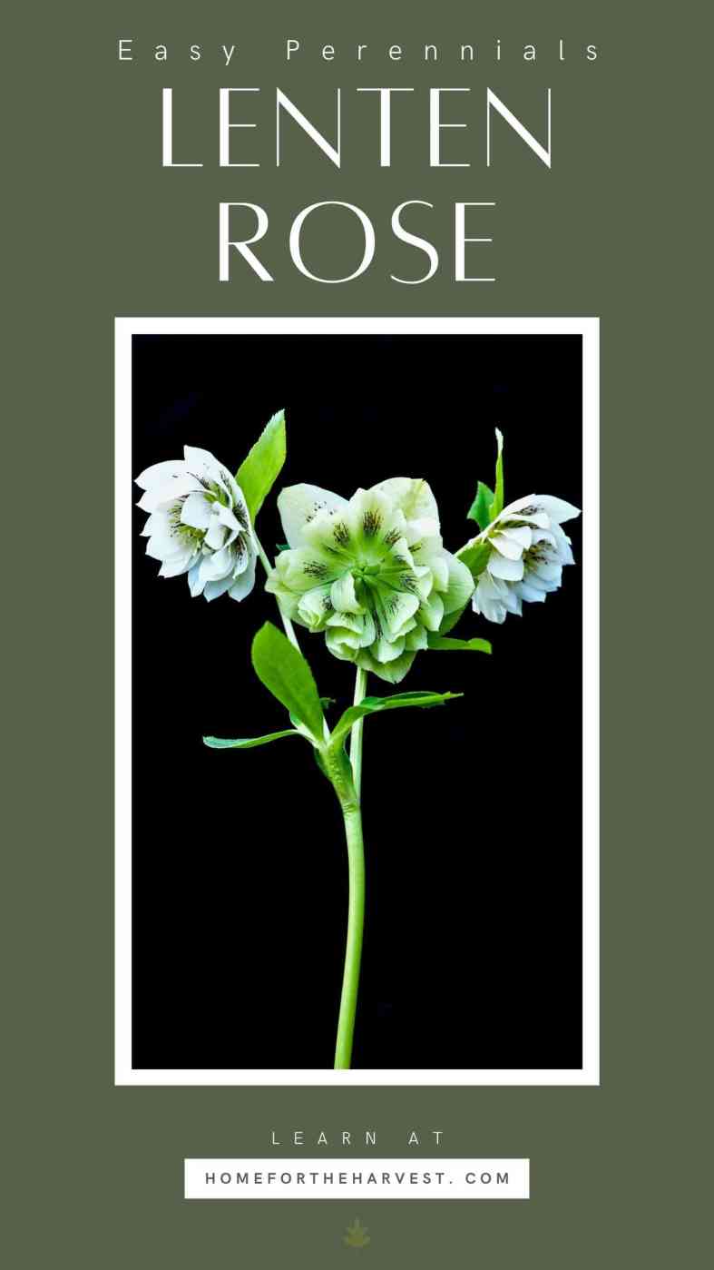 Lenten Rose: Growing Hellebore Flowers In Your Early Spring Garden