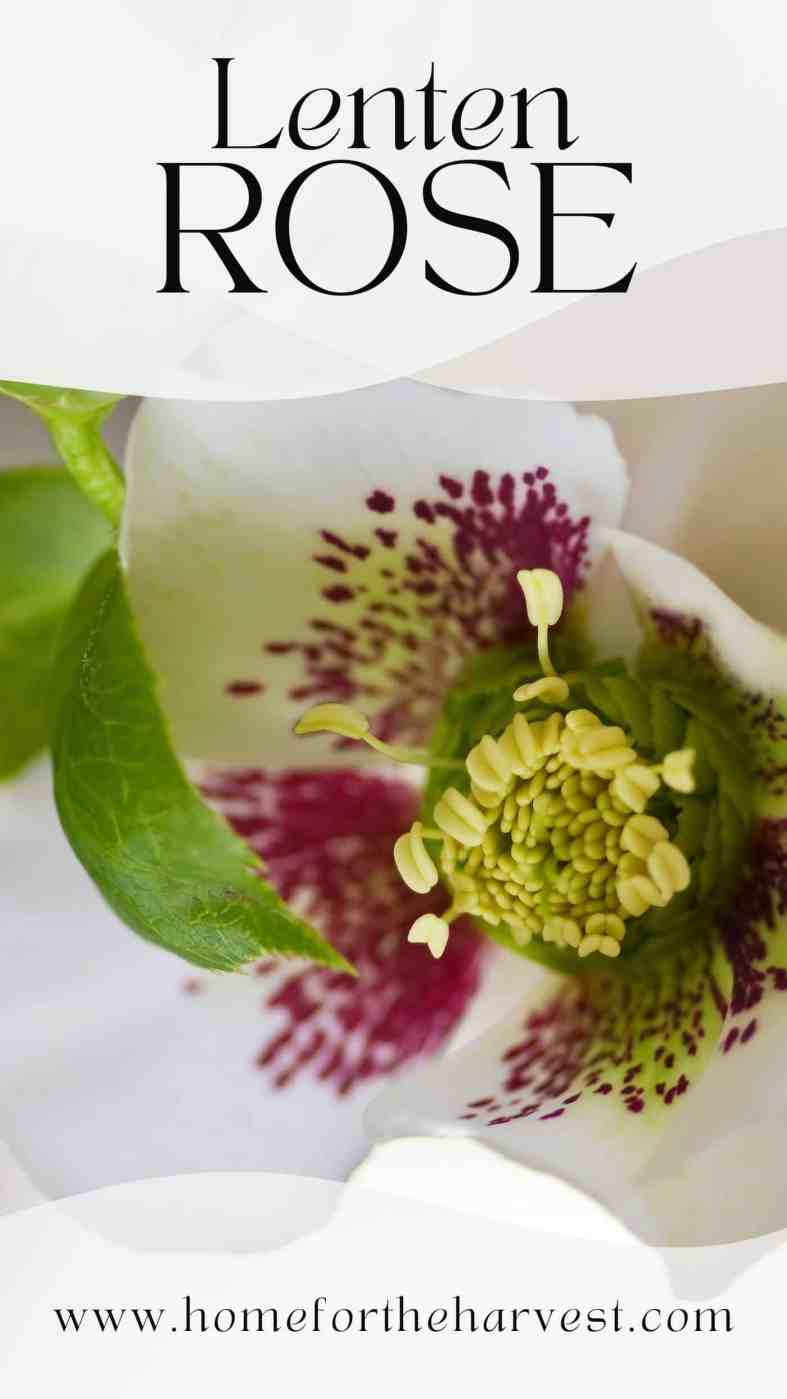 Lenten Rose: Growing Hellebore Flowers In Your Early Spring Garden