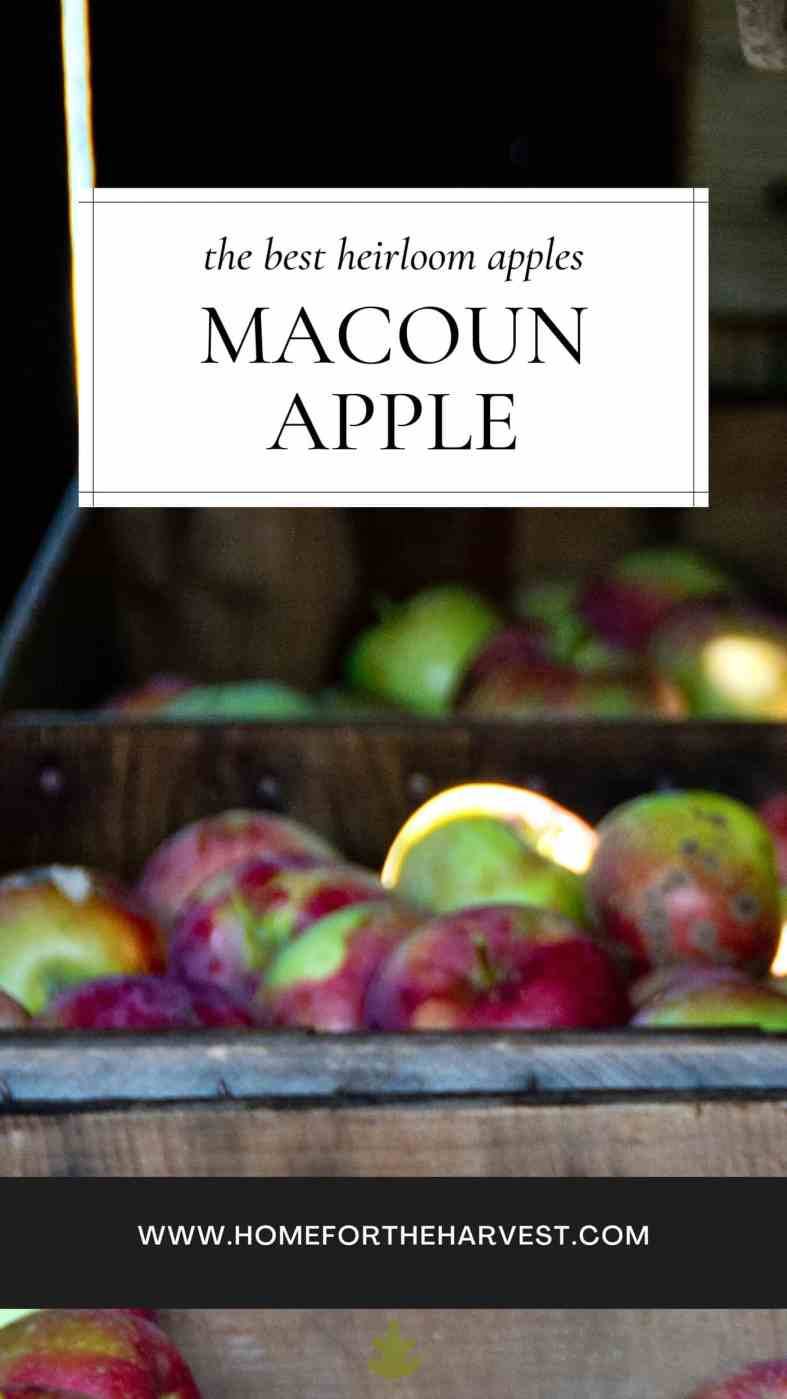 Macoun Apple: A Deep Red American Variety