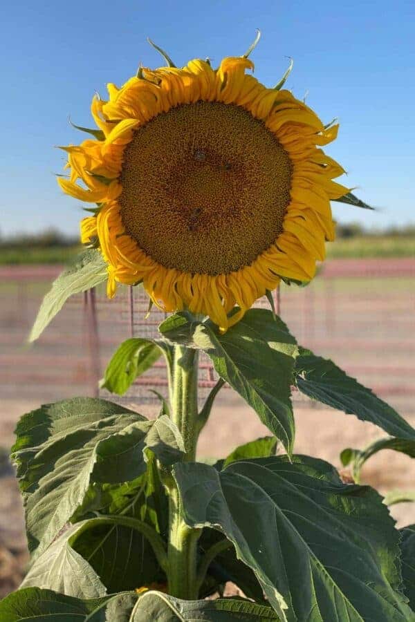 Mammoth sunflower 🌻 🏆 Discover tips and tricks for stunning, giant blooms!