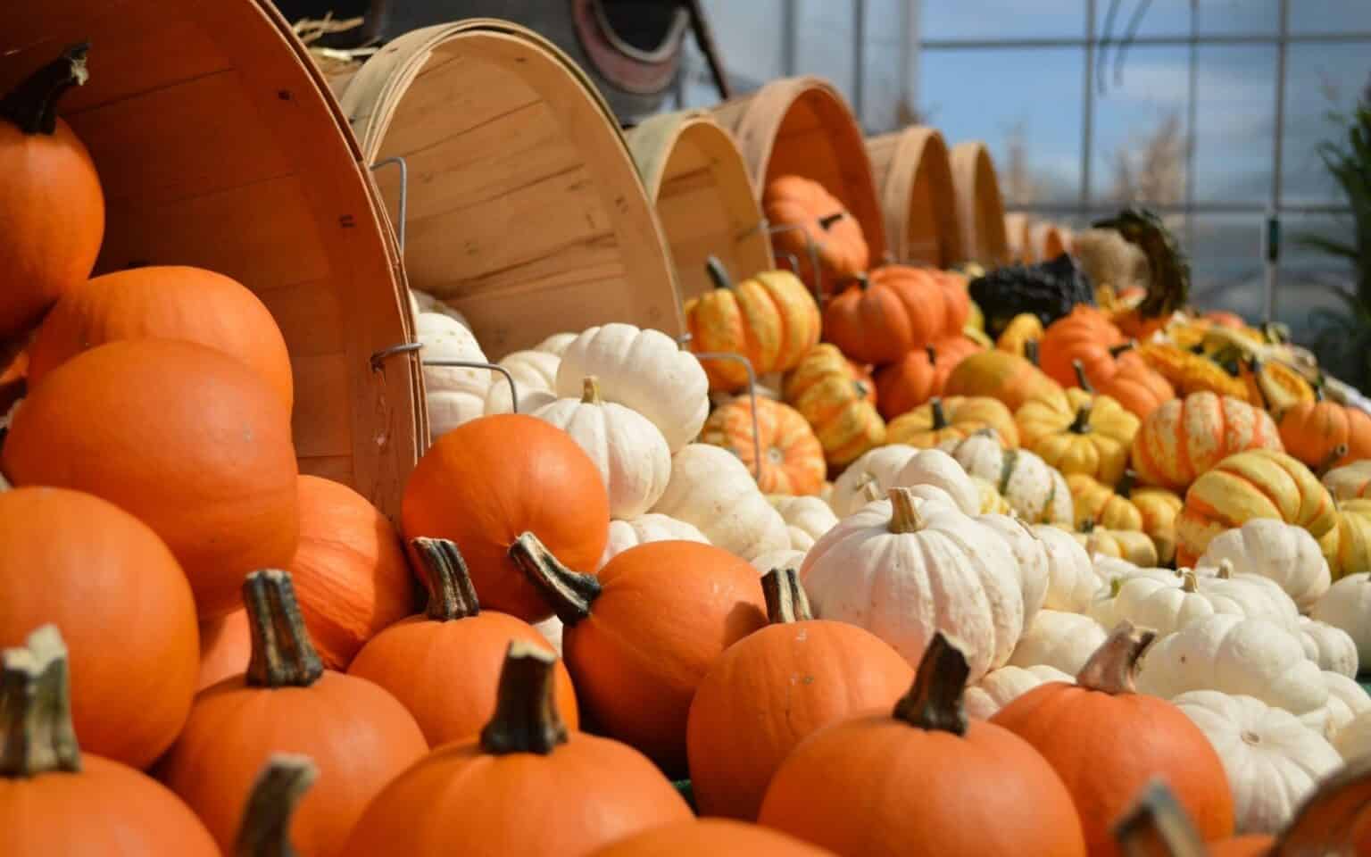 Mini pumpkins 🍂 🎃 BEST varieties to add a touch of autumn to every corner!