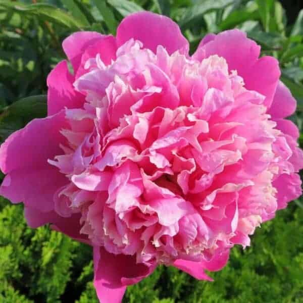 50 pink peonies 🌸 💗 BEST varieties, plus tips for cultivating these ...