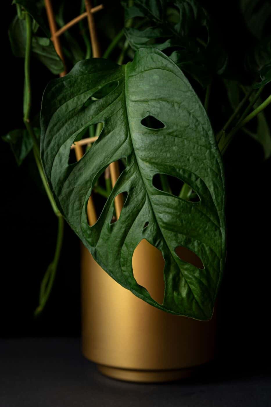 Monstera adansonii care guide 🌿 🌟 Unlock the secrets to a thriving ...