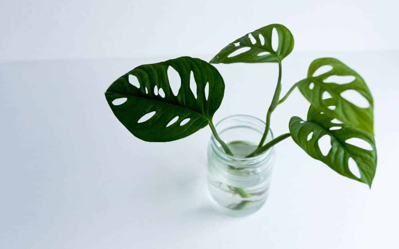 Monstera adansonii care guide 🌿 🌟 Unlock the secrets to a thriving ...
