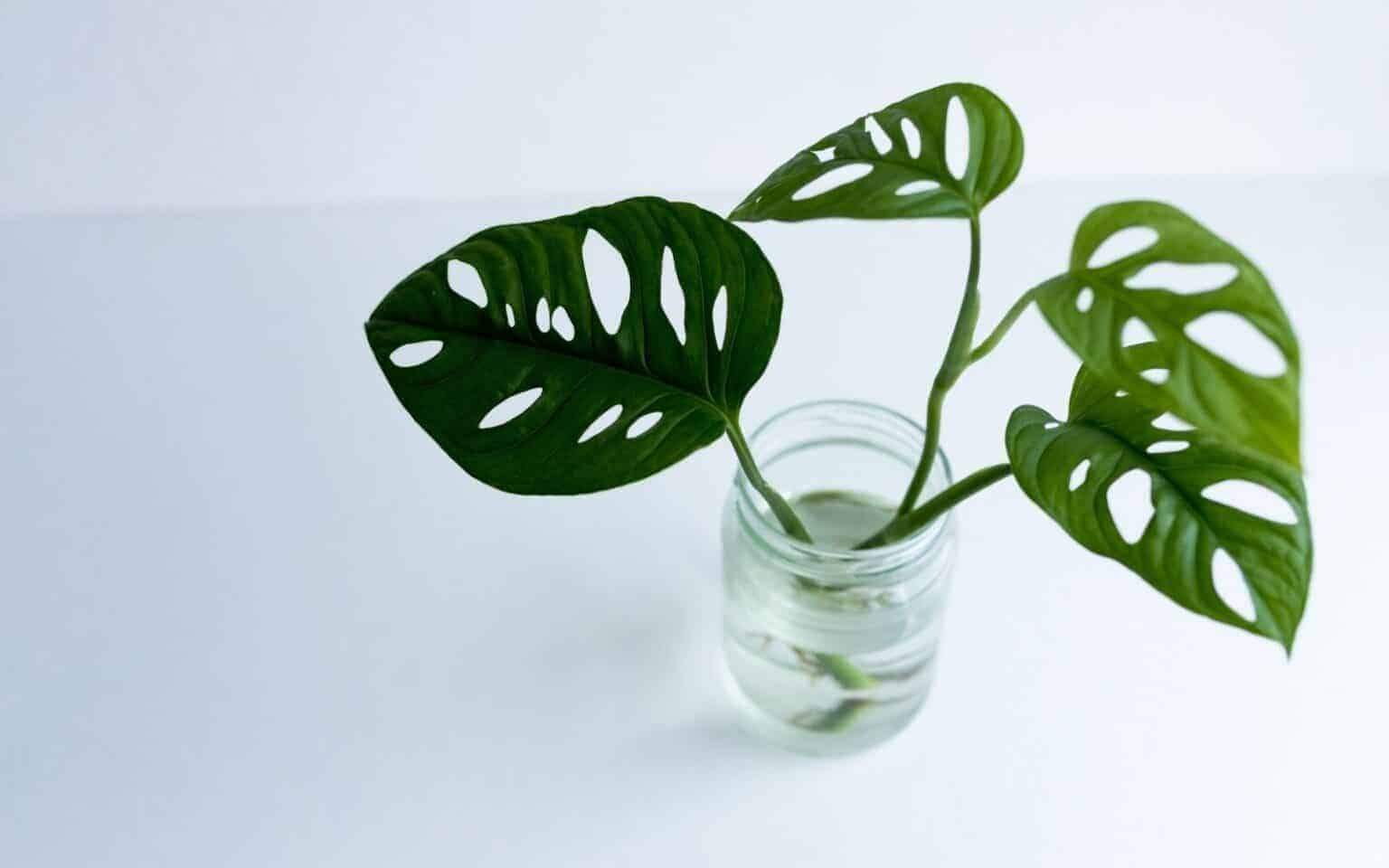 Monstera adansonii care guide 🌿 🌟 Unlock the secrets to a thriving ...