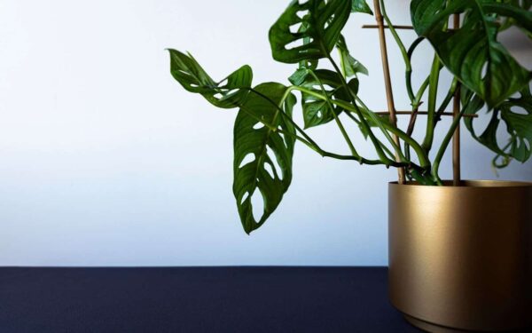 Monstera adansonii care guide 🌿 🌟 Unlock the secrets to a thriving ...