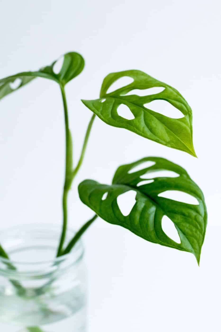 Monstera adansonii care guide 🌿 🌟 Unlock the secrets to a thriving ...