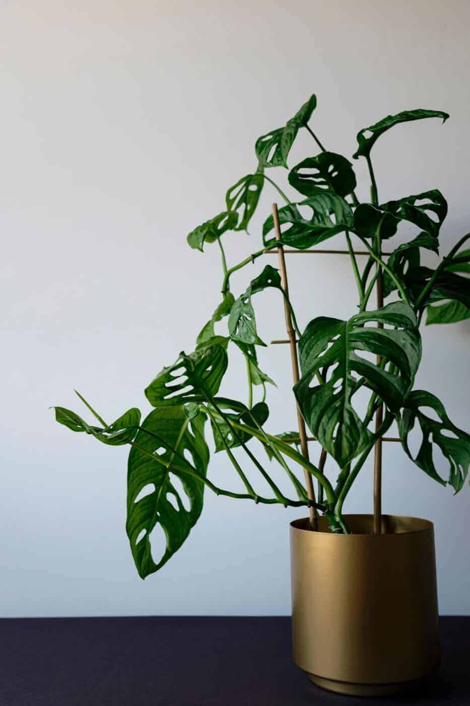 Monstera adansonii care guide 🌿 🌟 Unlock the secrets to a thriving ...