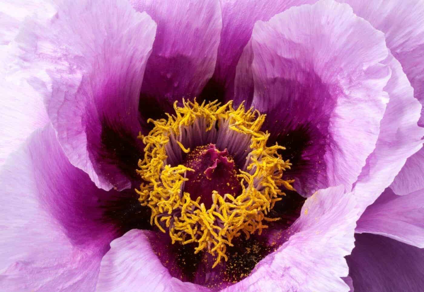 7 purple peonies 🌸 💜 BEST varieties, care, and planting tips!