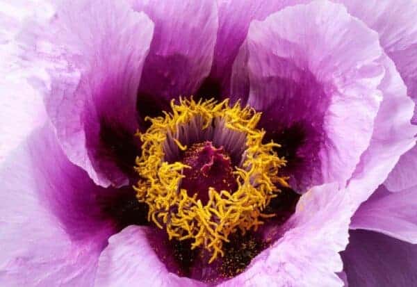 15 Yellow Peonies (Stunning Varieties)