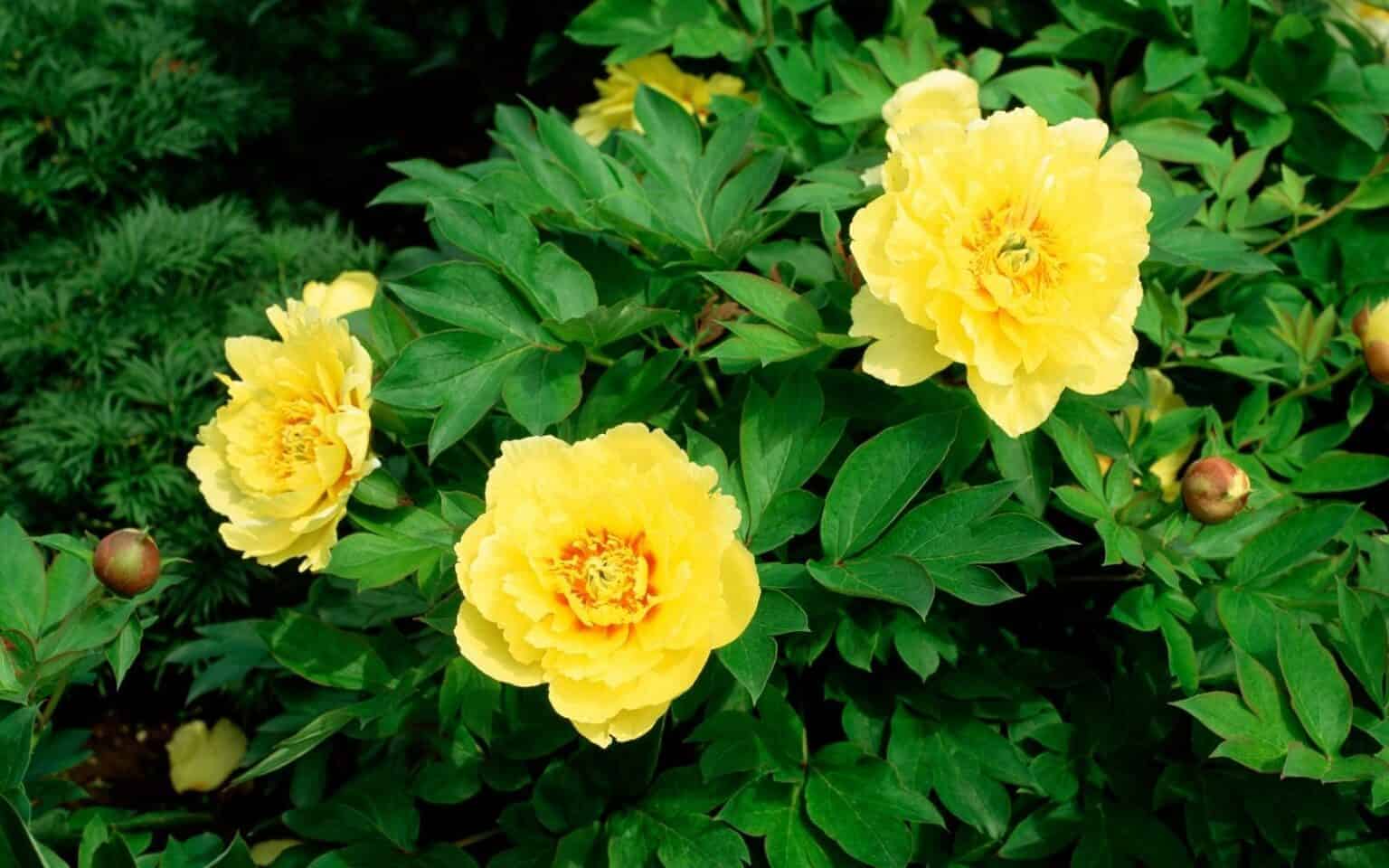 15 yellow peonies to brighten your garden 💛 🌿 BEST varieties, care, and ...