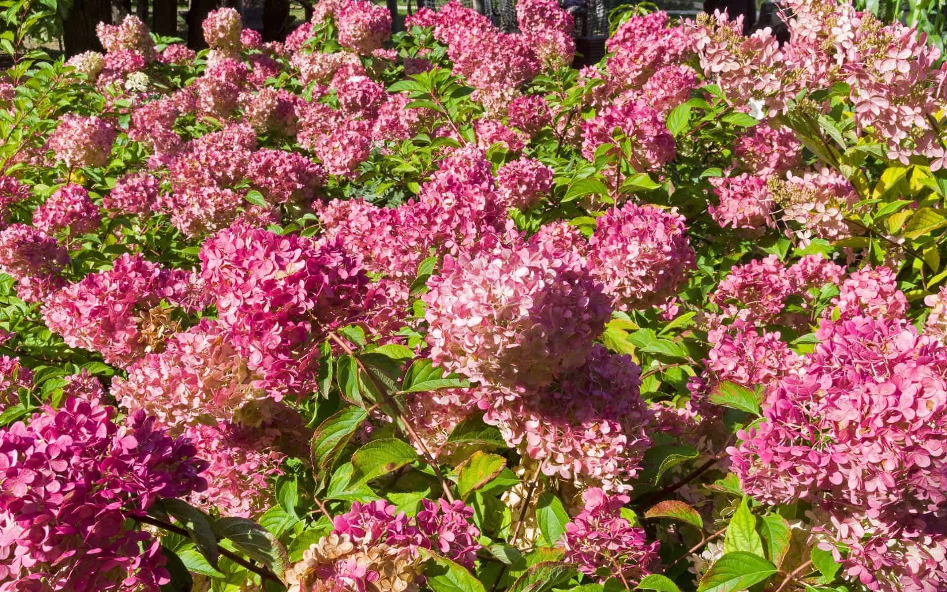 Panicle hydrangea 🌼 🌿 Uncover the secrets to lush, vibrant flowers!