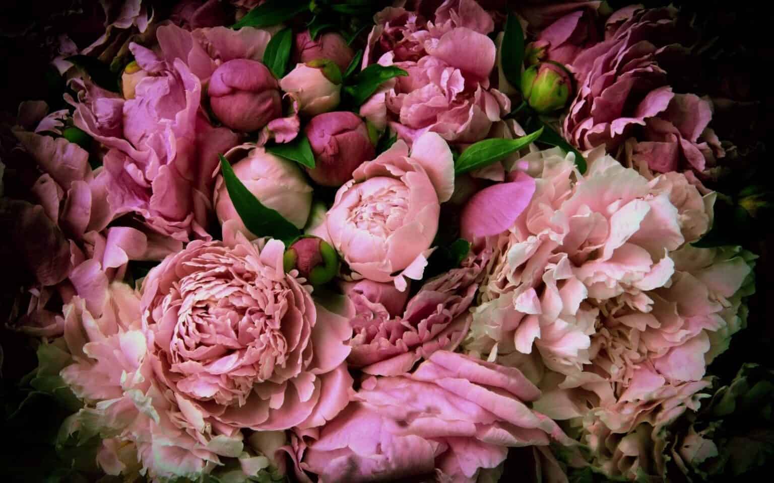 20 peony varieties 🌺 TOP choices, plus 200+ rare cultivars