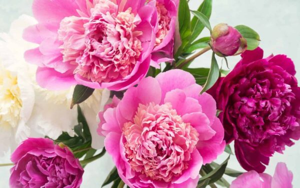 20 peony varieties 🌺 TOP choices, plus 200+ rare cultivars