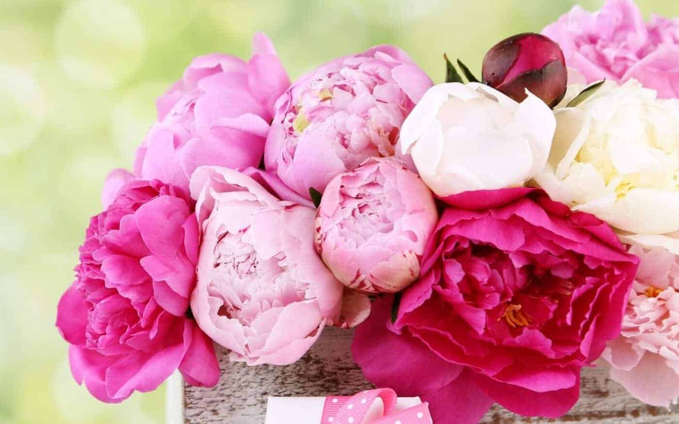 20 peony varieties 🌺 TOP choices, plus 200+ rare cultivars