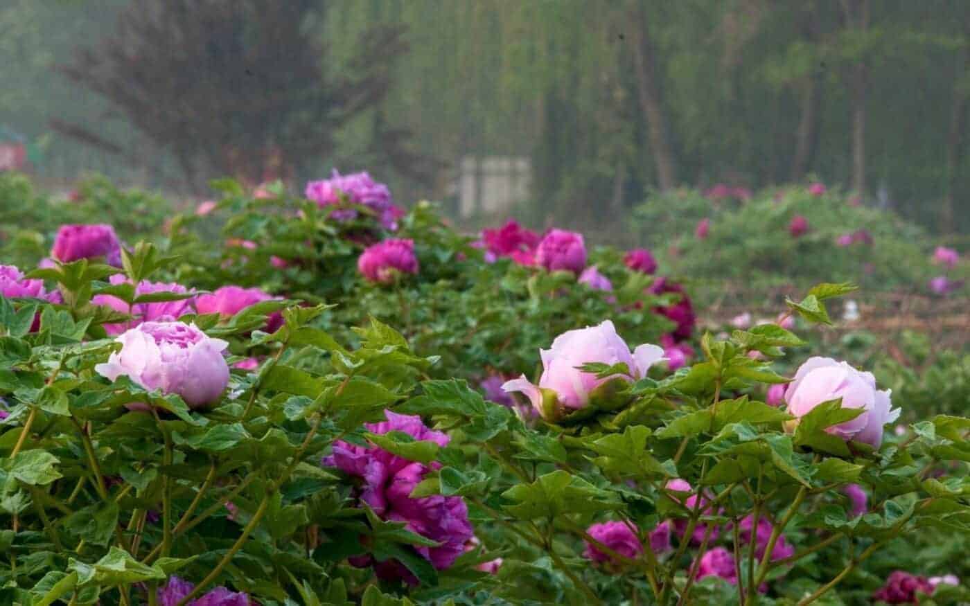 20 peony varieties 🌺 TOP choices, plus 200+ rare cultivars