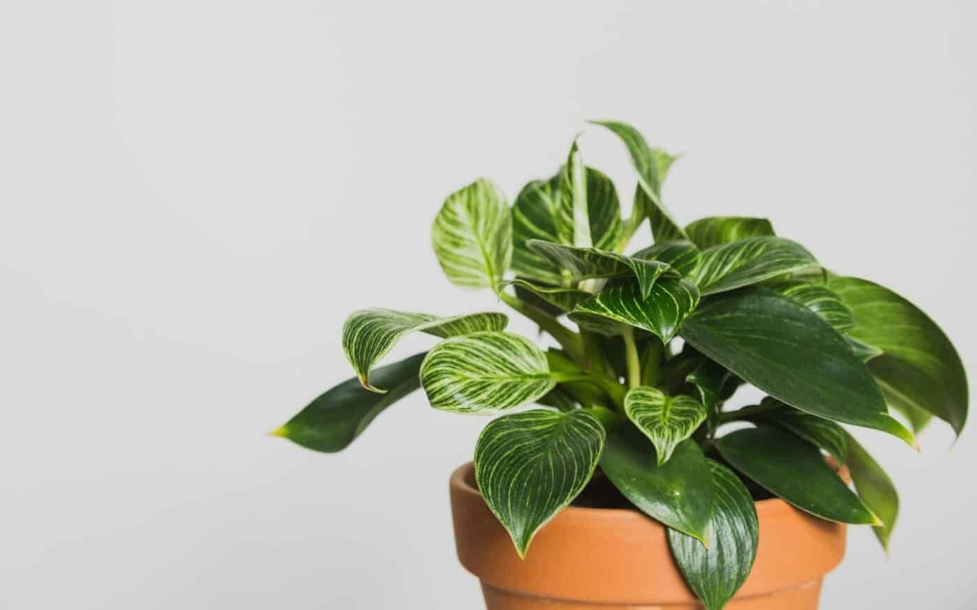 10+ easy tropical plants 🌿 🌺 Ideas for a vibrant, lush indoor garden!