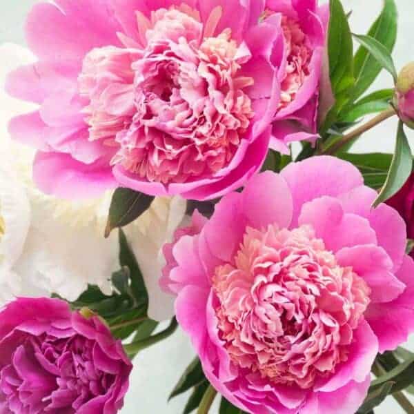 50 pink peonies 🌸 💗 BEST varieties, plus tips for cultivating these ...