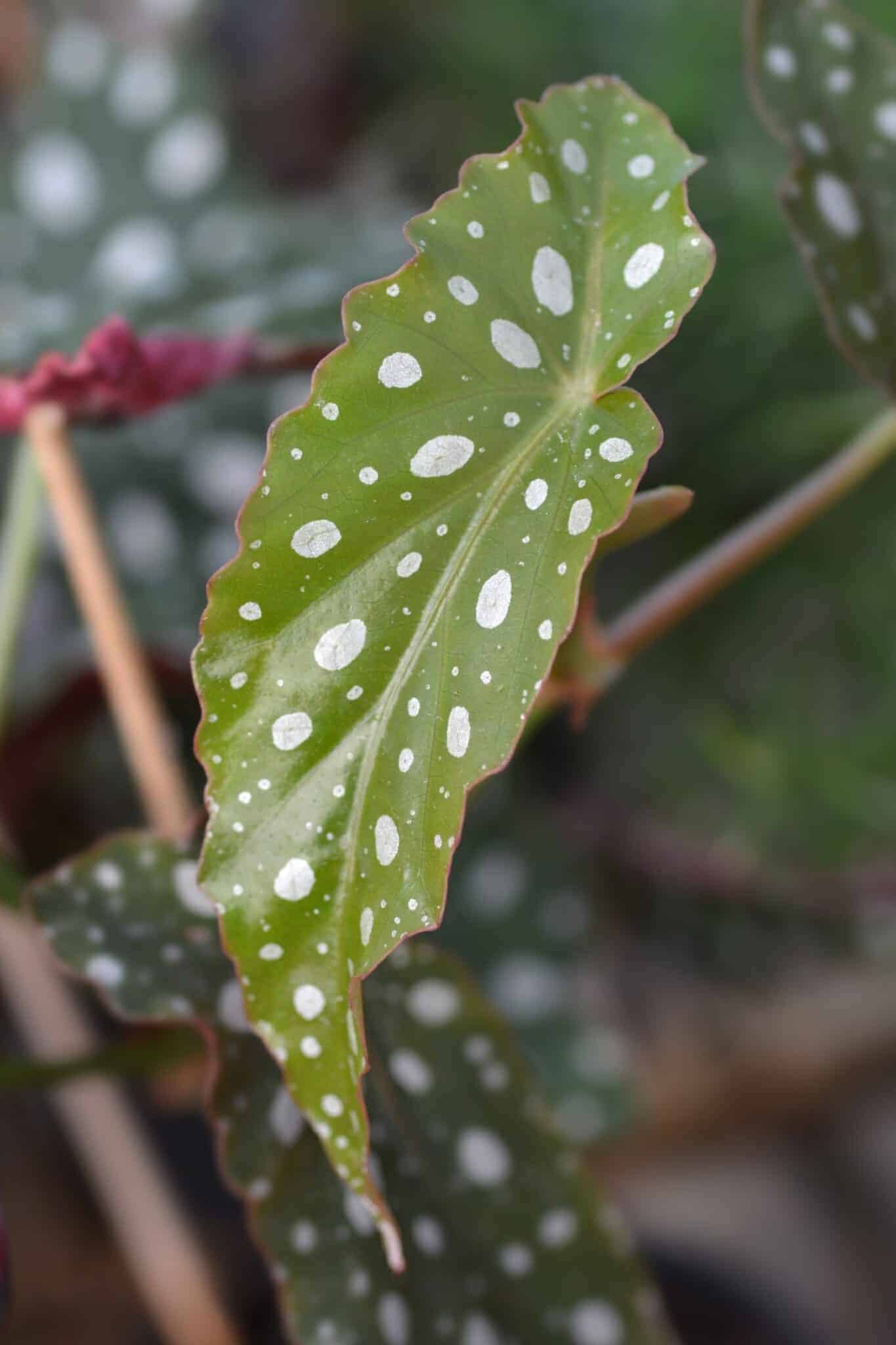 Begonia maculata 🌿 🪴 Find out how to nurture this unique plant!