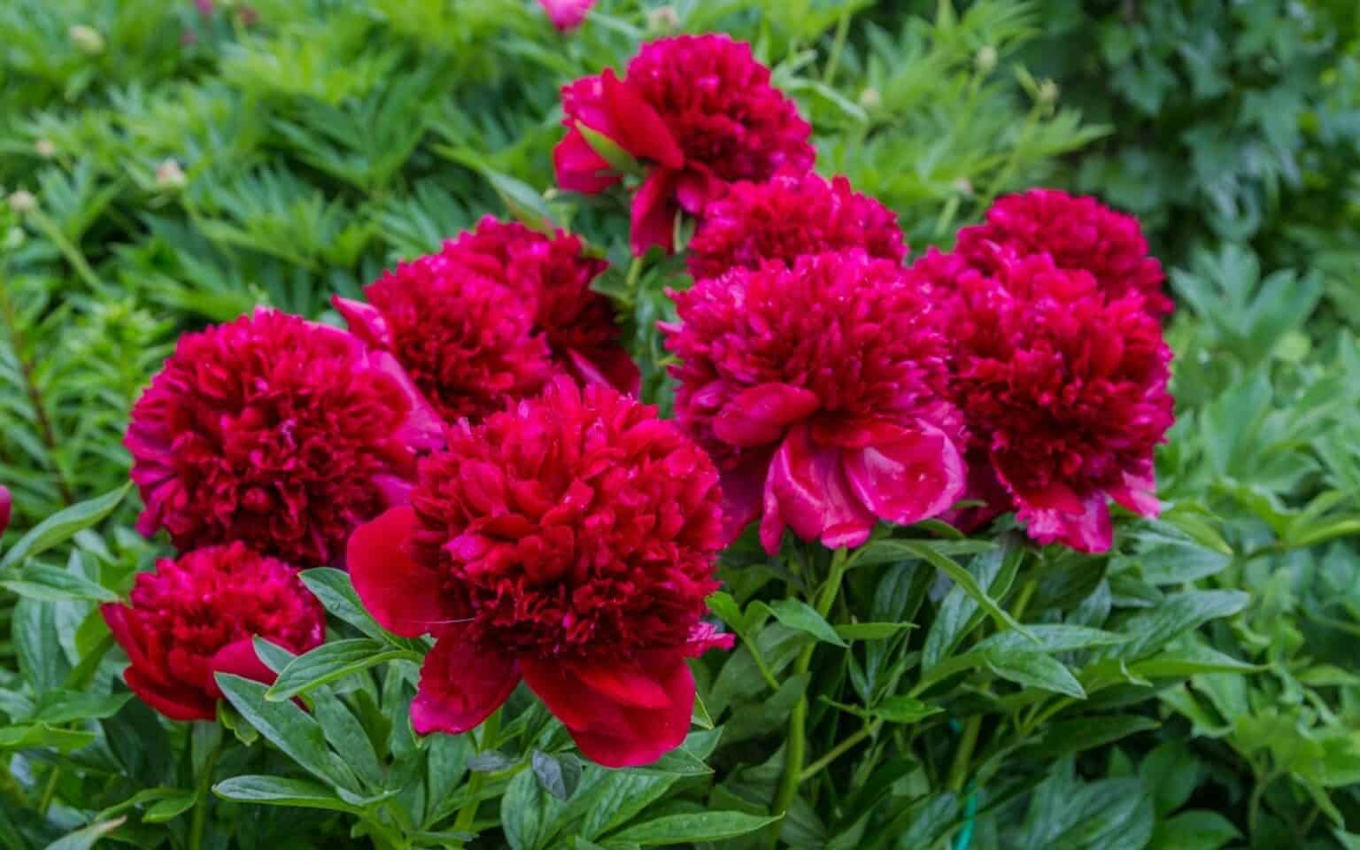 Red Charm peony 🌹 🌸 A deep scarlet peony variety