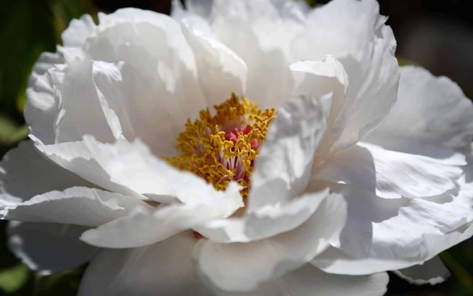20+ white peonies for a touch of elegance 🌸 🌿 BEST varieties and ...