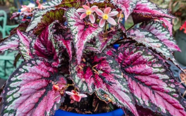 Growing beautiful begonias successfully 🌿 🌟 Learn the secrets to ...
