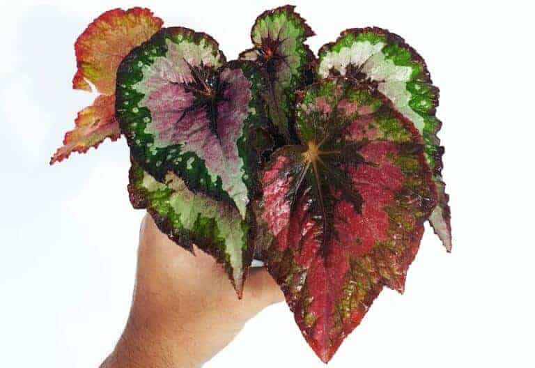 Rex begonia 🌿 🌸 Discover how to care for and enjoy this stunning ...