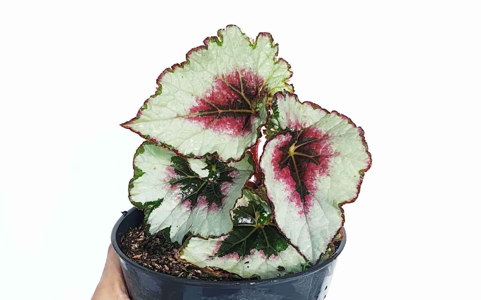 Growing beautiful begonias successfully 🌿 🌟 Learn the secrets to ...