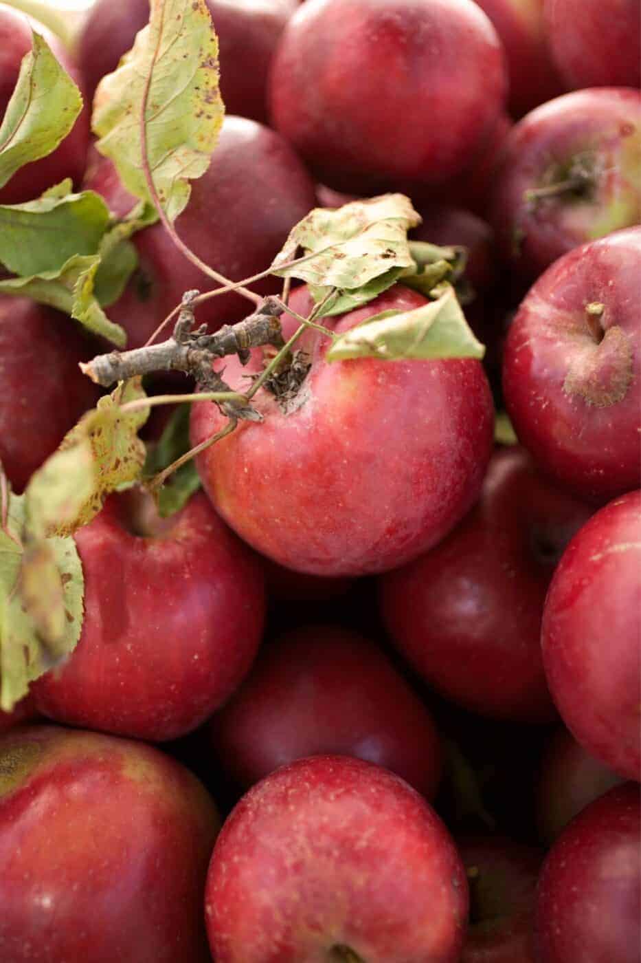 Rome apple 🌿 🍎 A top baking variety with bountiful harvests!