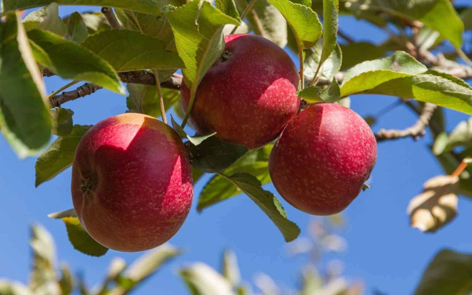 Rome apple 🌿 🍎 A top baking variety with bountiful harvests!