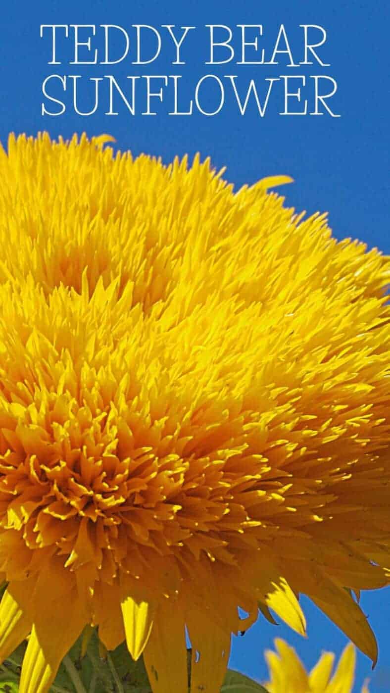 Teddy Bear Sunflower: A Fluffy Dwarf Variety For The Garden