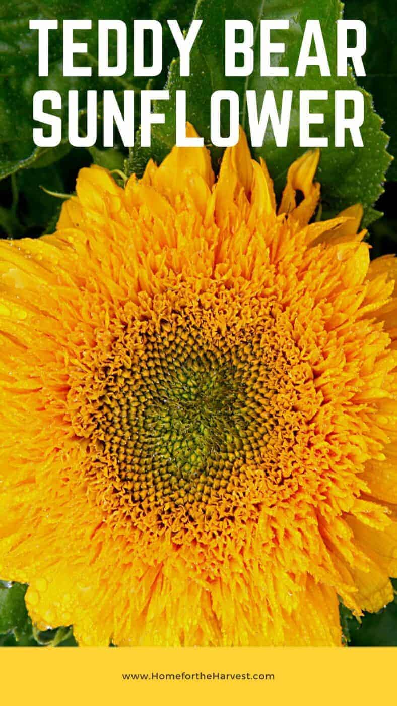 Teddy Bear Sunflower: A Fluffy Dwarf Variety For The Garden