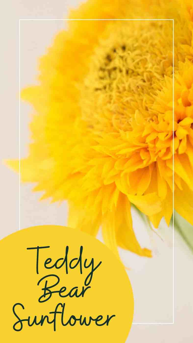 Teddy Bear Sunflower: A Fluffy Dwarf Variety For The Garden