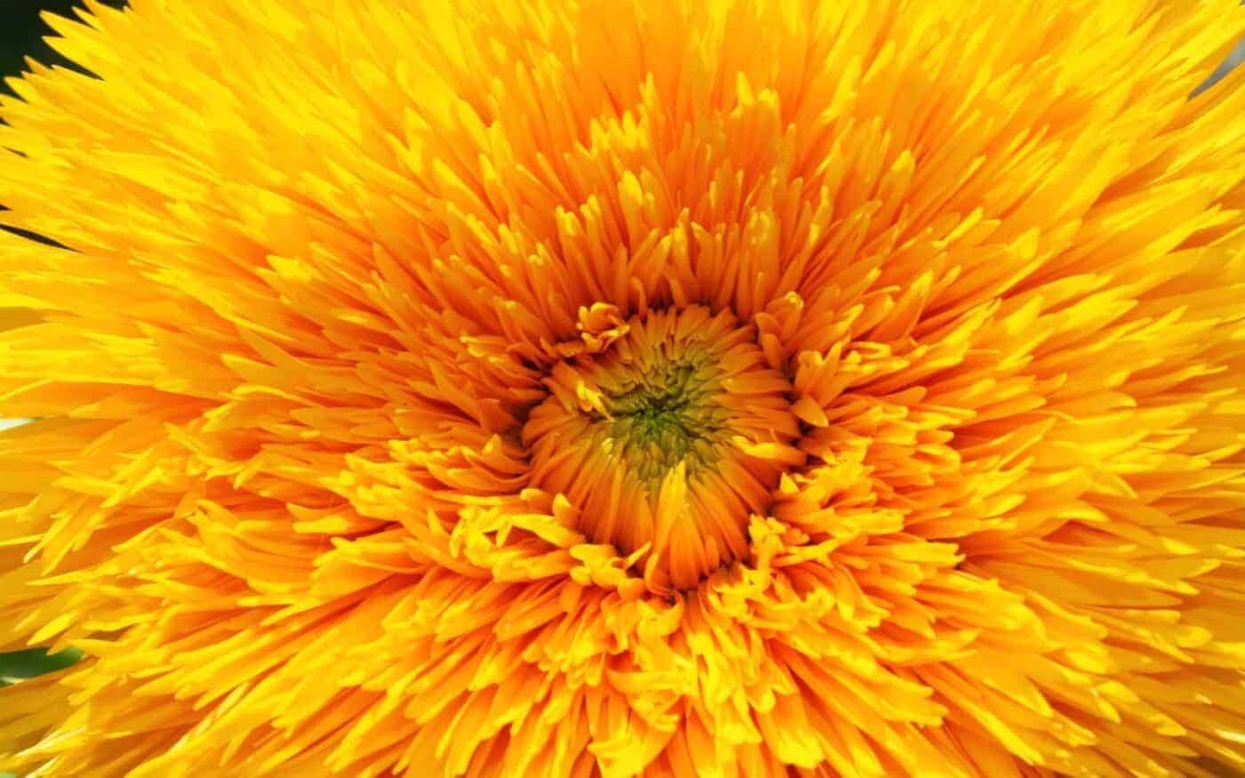 Teddy Bear sunflower ???? ???? Uncover the secrets for lush, vibrant ...