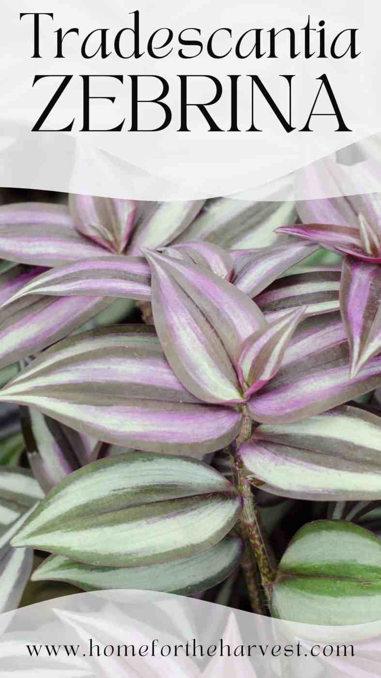 Tradescantia Zebrina: A Guide To Growing Striped Inch Plant