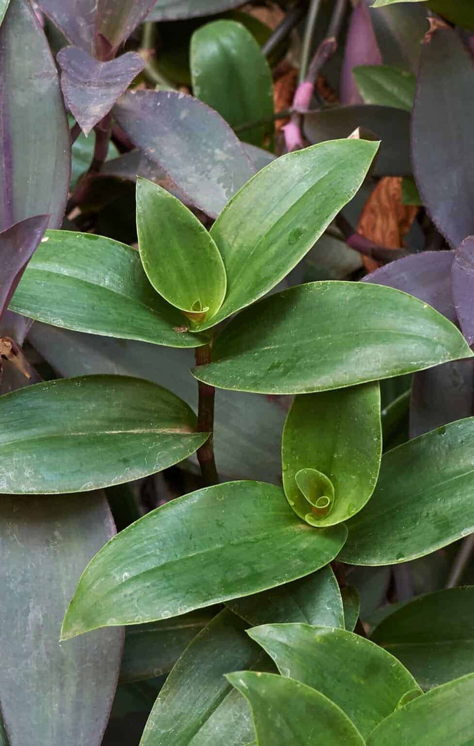 Tradescantia varieties and care 💚 🌟 Explore the vibrant world of this ...