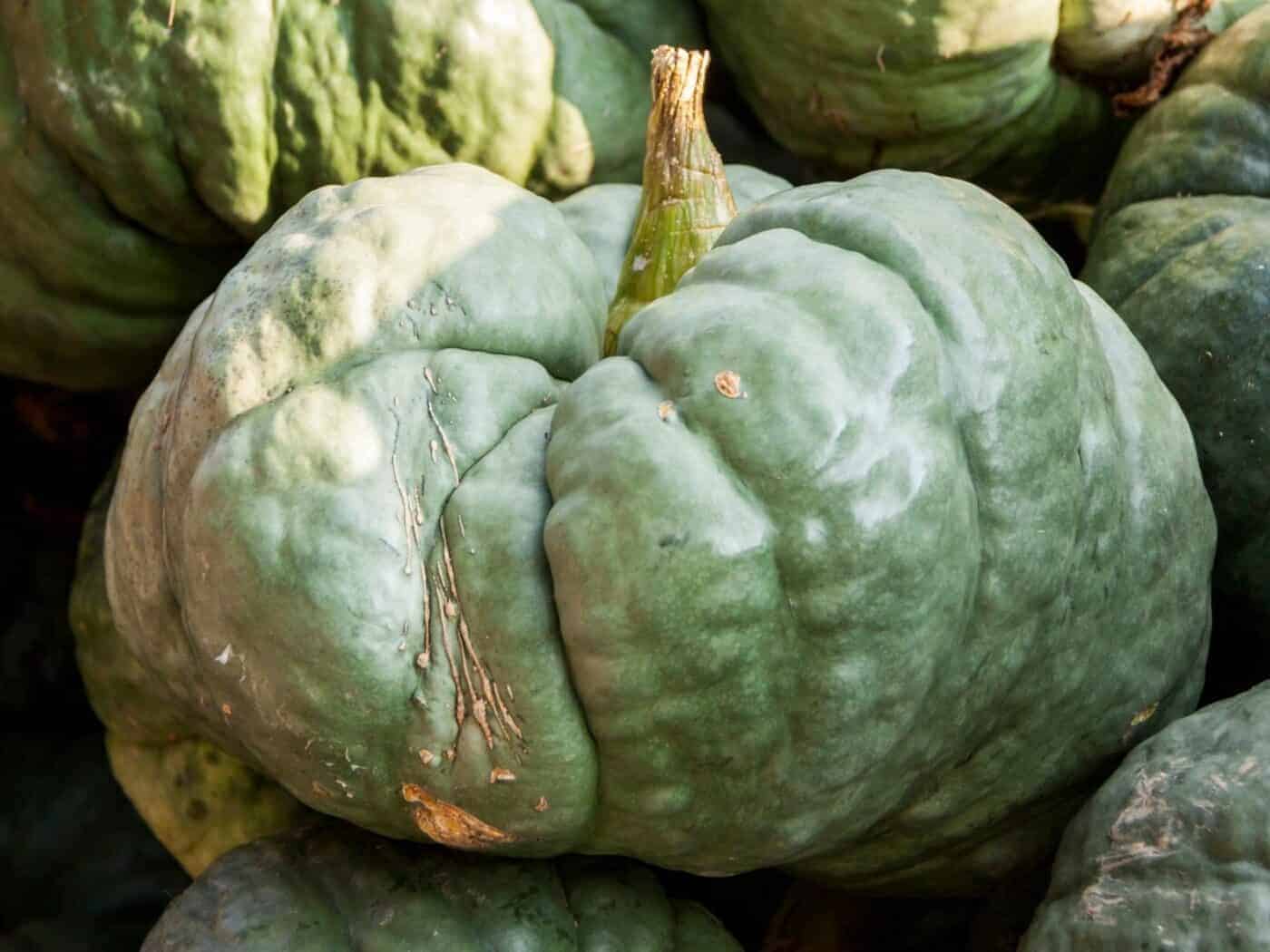 Decorative pumpkins 🎃 🍂 Unleash your creativity this fall!