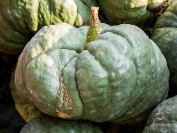 Decorative pumpkins 🎃 🍂 Unleash your creativity this fall!