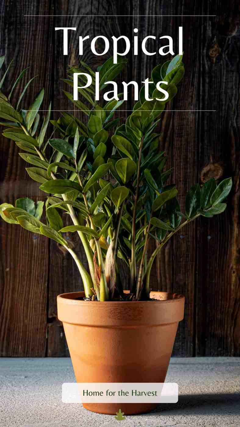 10+ Easy Tropical Plants To Grow Indoors
