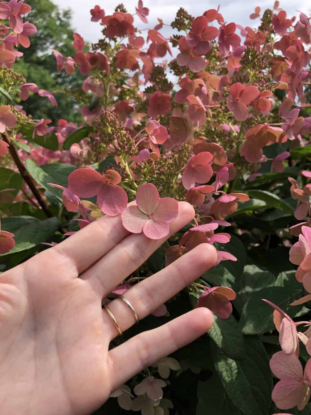 14 hydrangea tree varieties 🌳🌸 Discovering the blooming stars of the garden