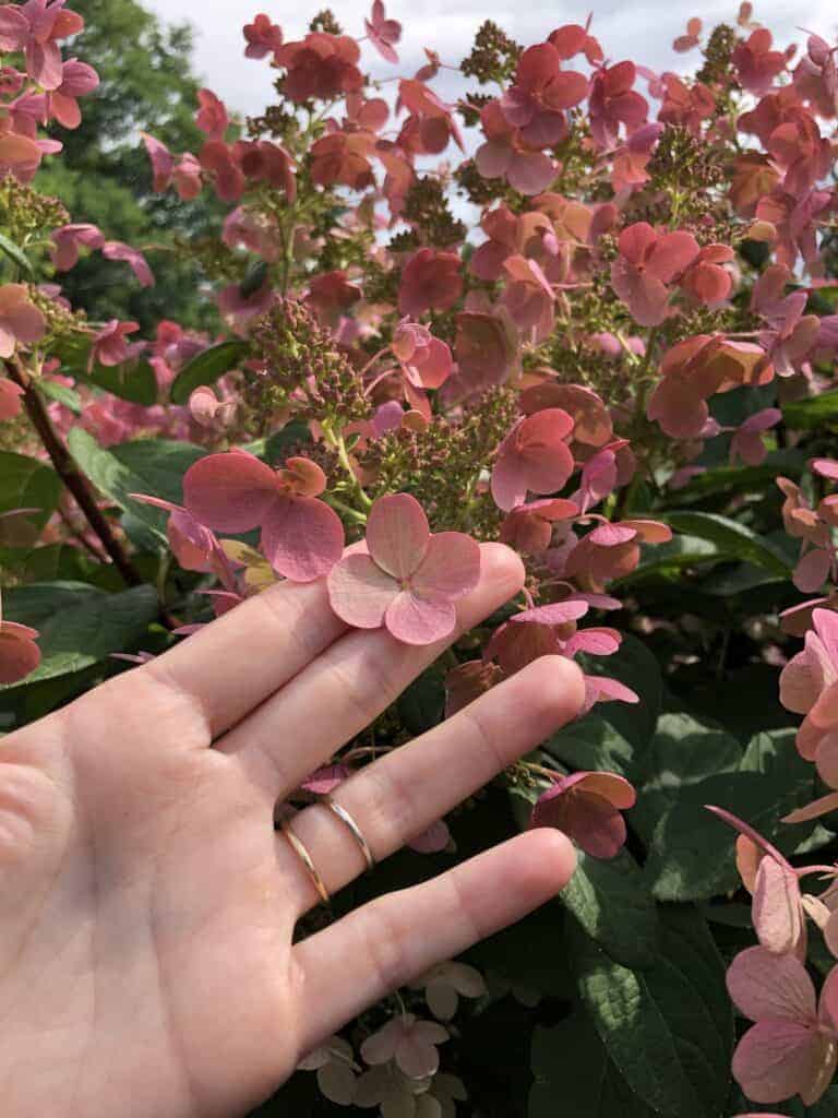 14 hydrangea tree varieties 🌳🌸 Discovering the blooming stars of the garden