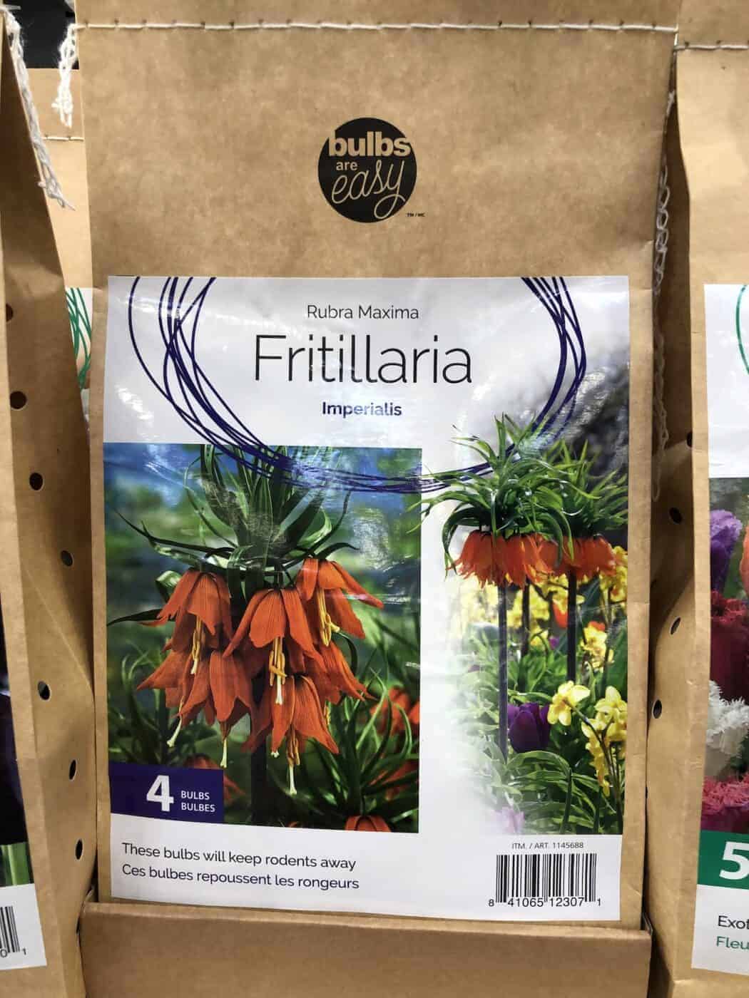 Fritillaria 🌷 🔮 Discover the unique charm of these spring-blooming bulbs!