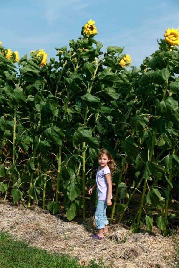 Mammoth sunflower 🌻 🏆 Discover tips and tricks for stunning, giant blooms!