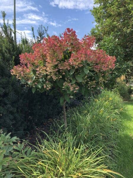 Growing a hydrangea tree 🌸 🌱 Learn all about nurturing this flowering ...