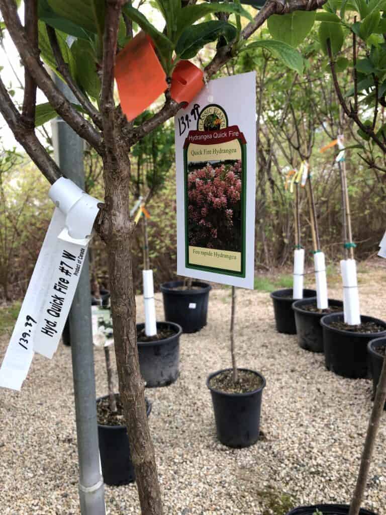 Growing a hydrangea tree 🌸 🌱 Learn all about nurturing this flowering ...