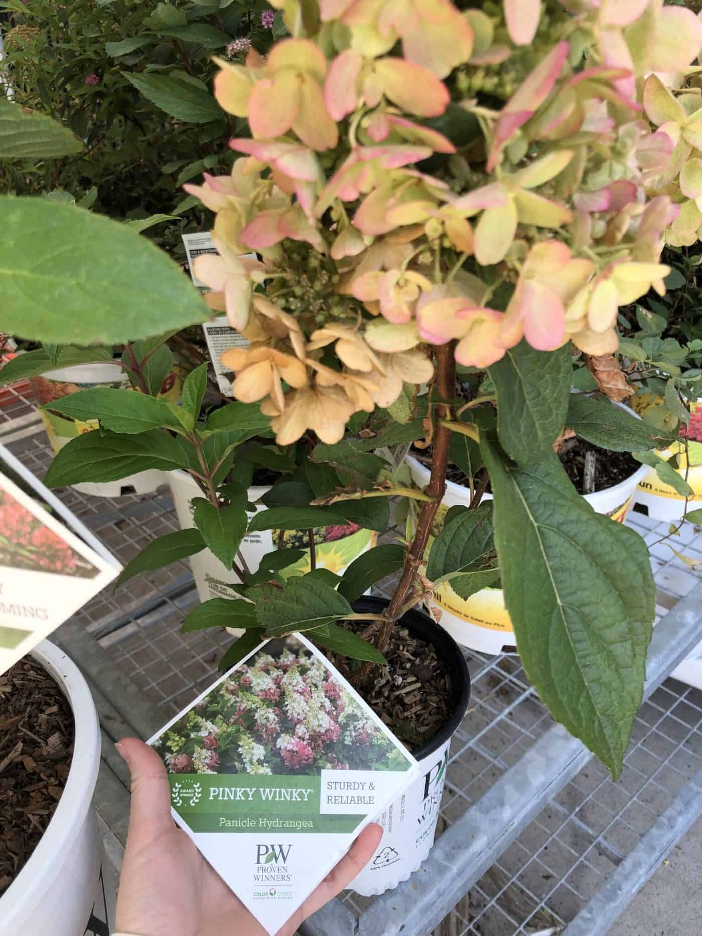 Pinky Winky hydrangea 🌿 🌸 Unlock your garden's potential!